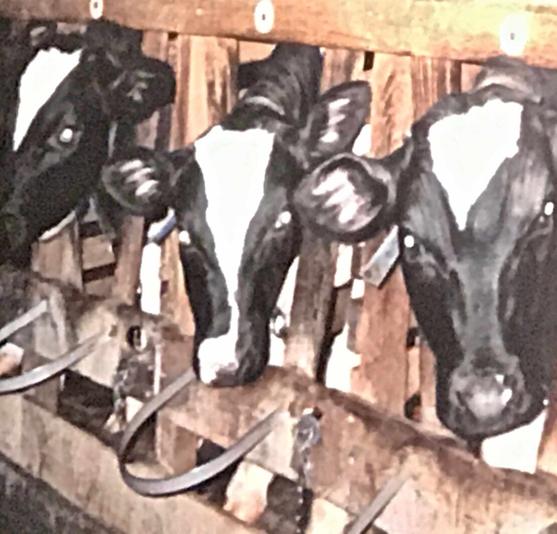 Moby Kicks Off California Petition Drive to Free Cows, Pigs & Chickens ...