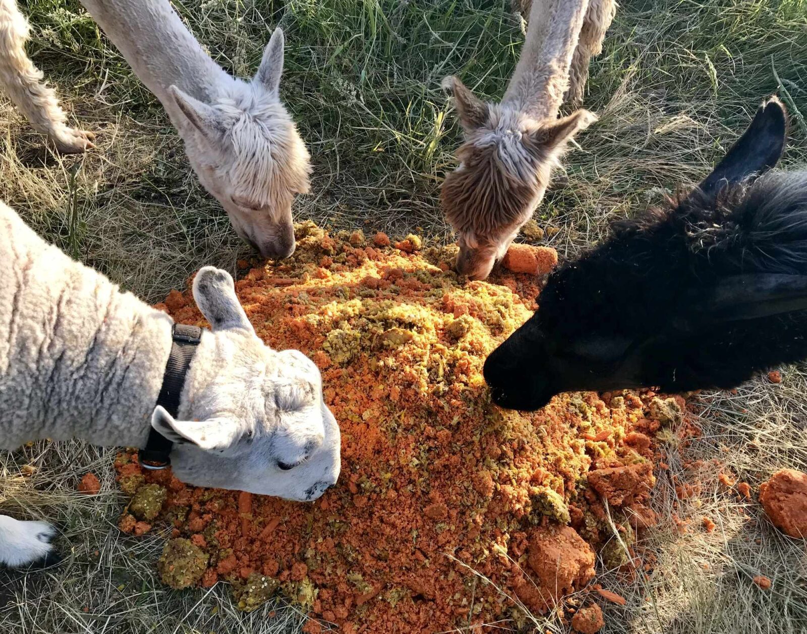 Happy Animals Eating Their Veggies! - UnchainedTV