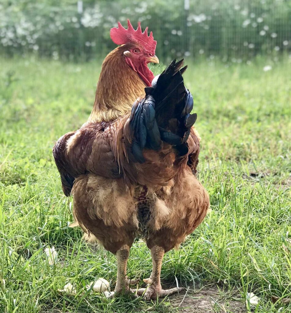 Happy Animals Eating Their Veggies! - UnchainedTV