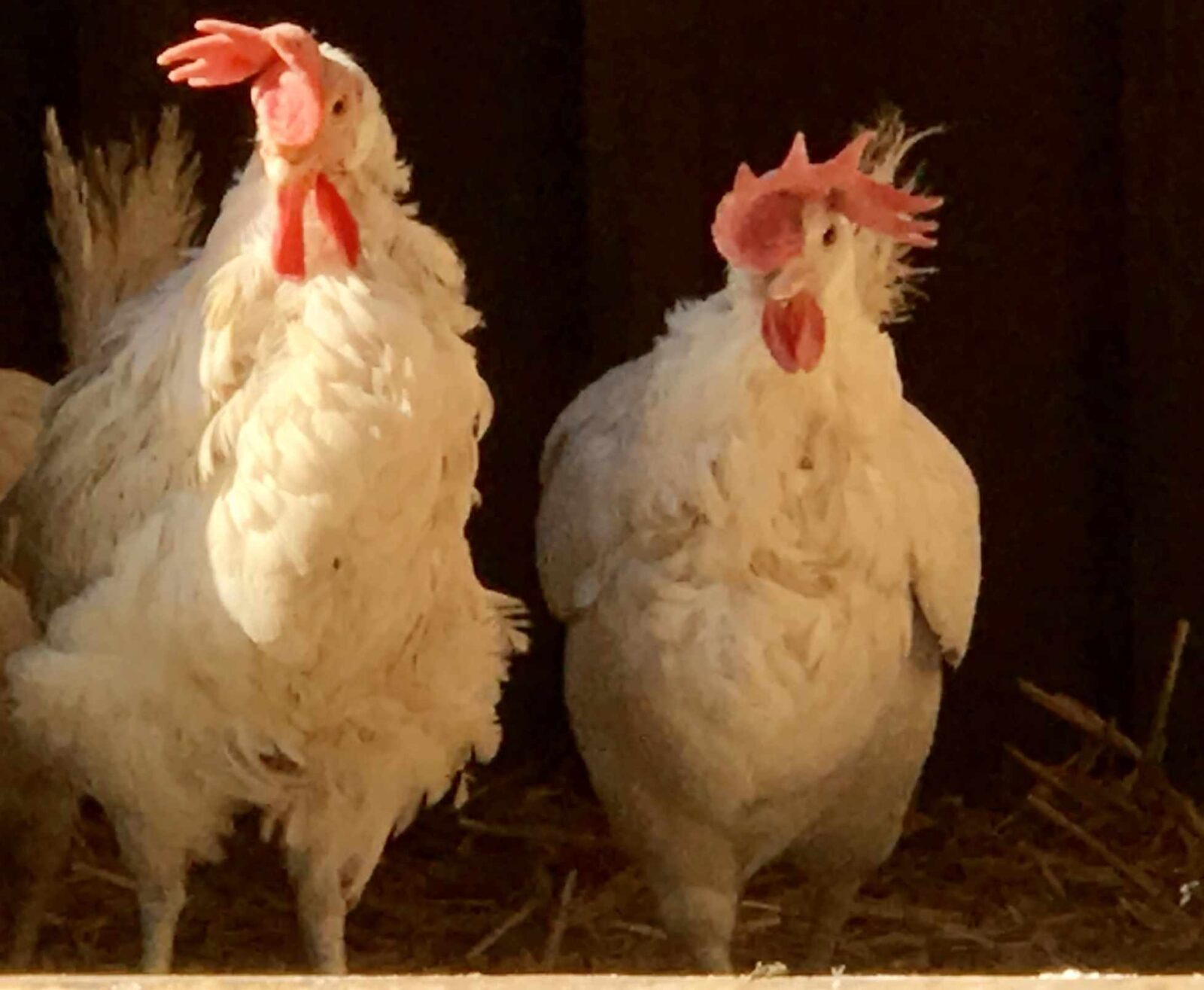 Happy Animals Eating Their Veggies! - UnchainedTV