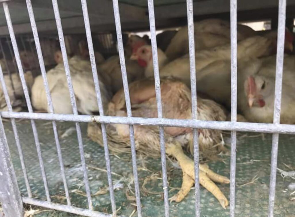 Saved from Slaughter: Chickens Walk on Grass for the First Time ...