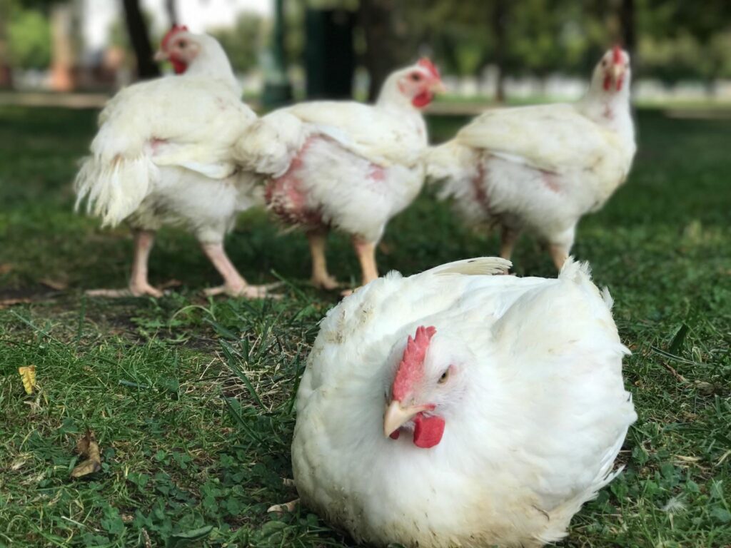 Saved from Slaughter: Chickens Walk on Grass for the First Time ...