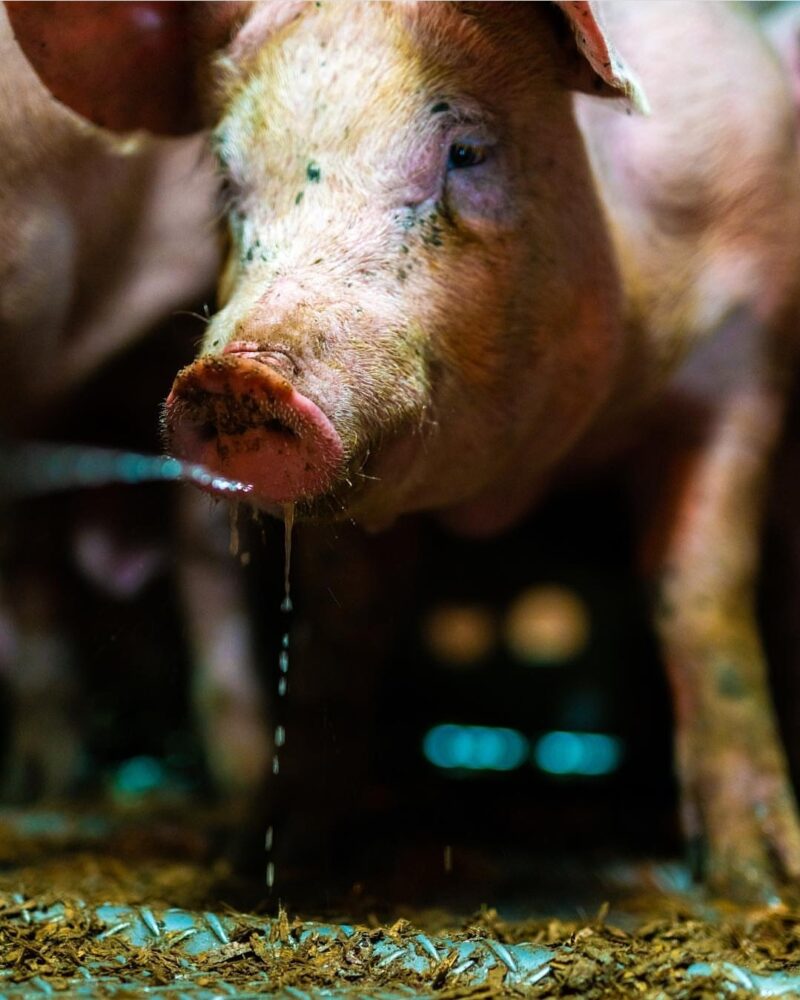 That Plastic Wrapped, Supermarket Slab Was a Living Being! - UNCHAINEDTV