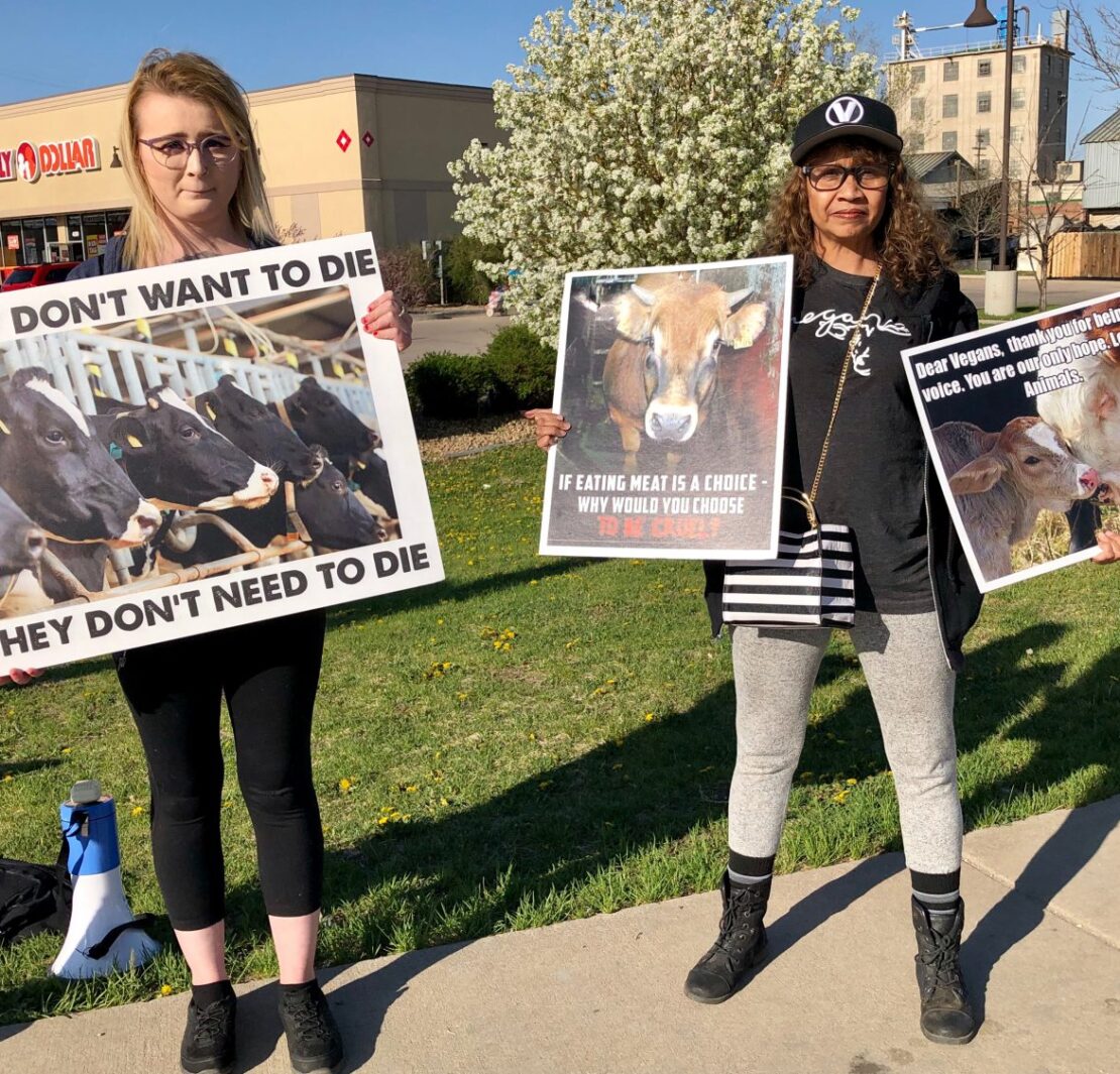 Feces-Covered Cows Standing In Urine Headed To Slaughter! - UnchainedTV