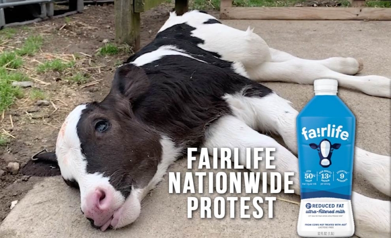 June 10th | Join Nationwide Fairlife & Coca-Cola Protests Over Animal ...