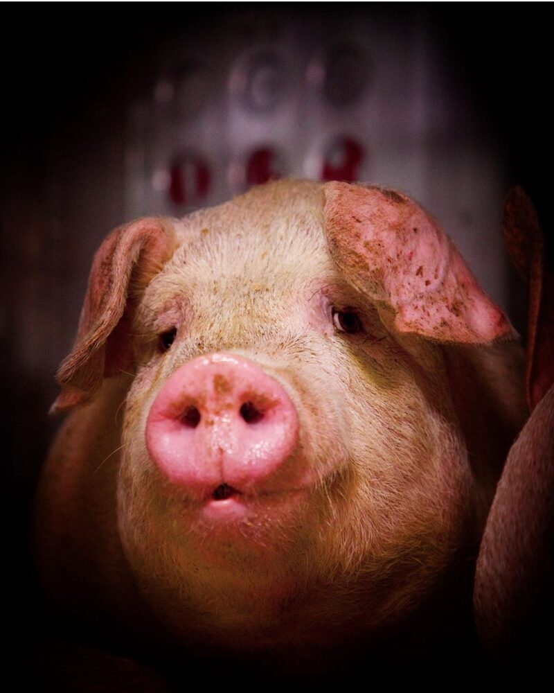 Joaquin Phoenix Brings Show to a Pig Vigil! - UNCHAINEDTV