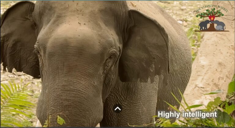 New Documentary Series 'Asian Elephants 101' on UnchainedTV - UNCHAINEDTV