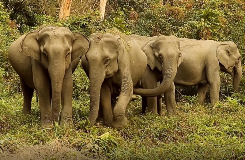 New Documentary Series 'Asian Elephants 101' on UnchainedTV - UnchainedTV
