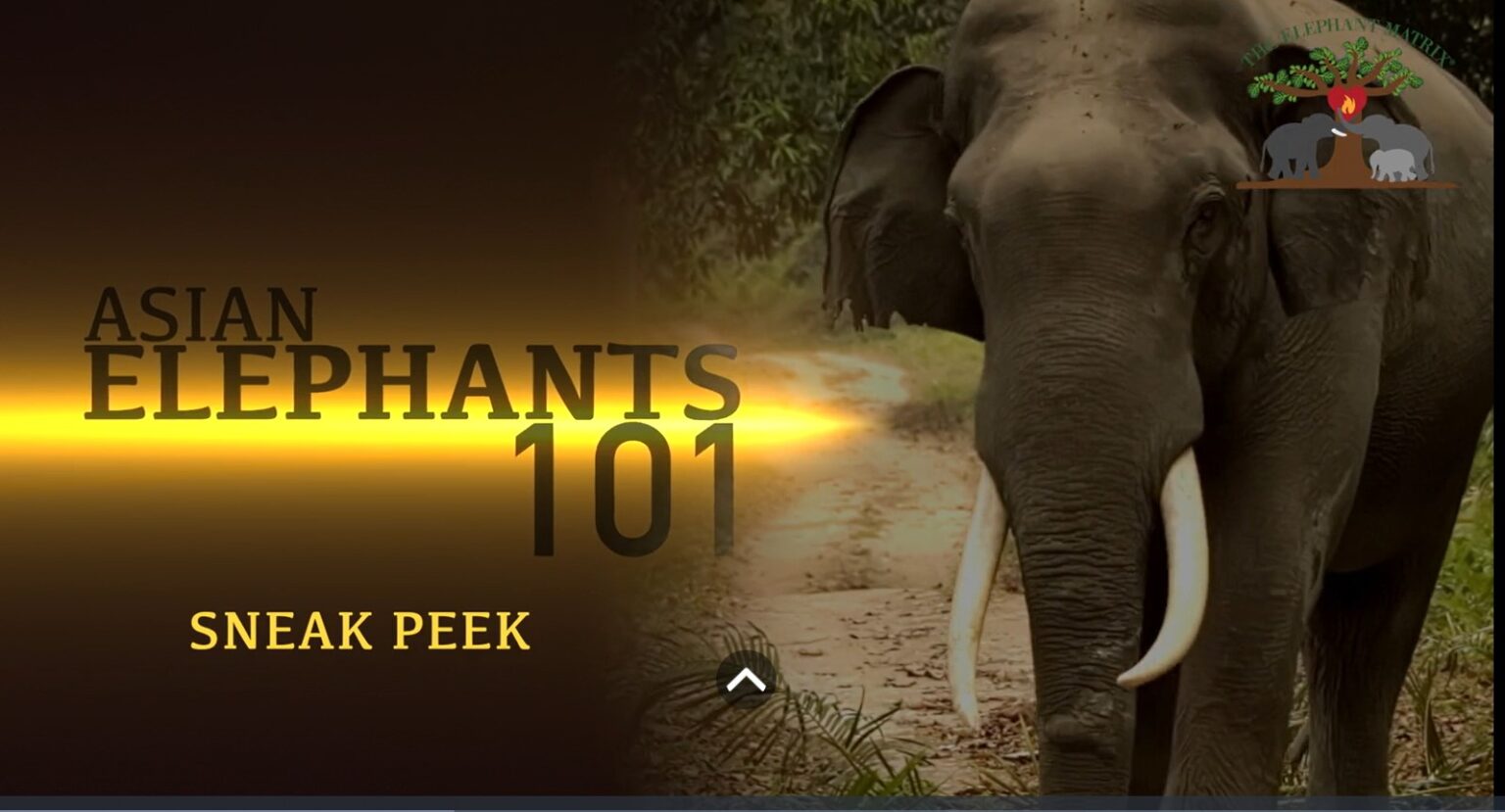 New Documentary Series 'Asian Elephants 101' on UnchainedTV - UNCHAINEDTV