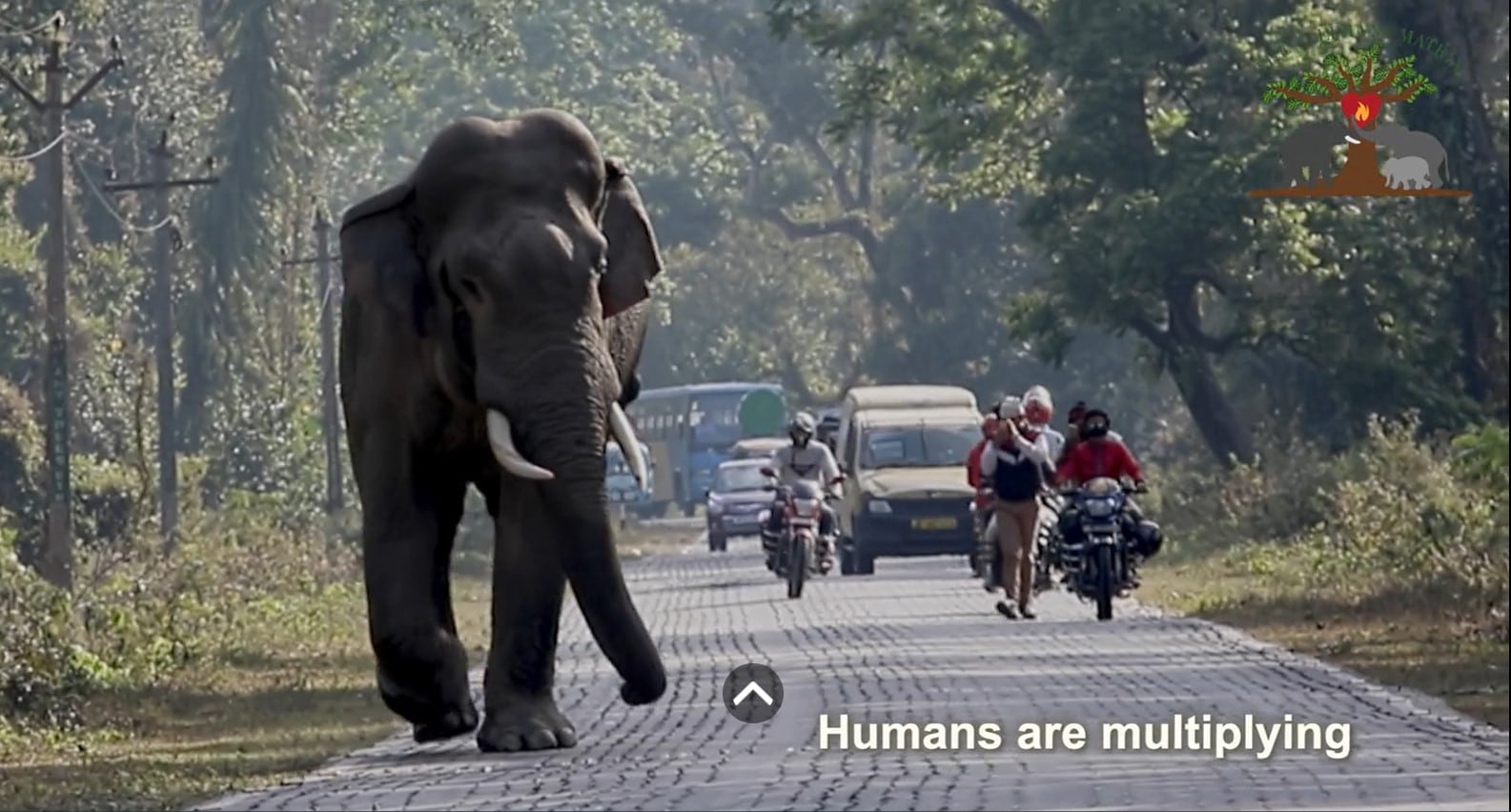 New Documentary Series 'Asian Elephants 101' on UnchainedTV - UNCHAINEDTV