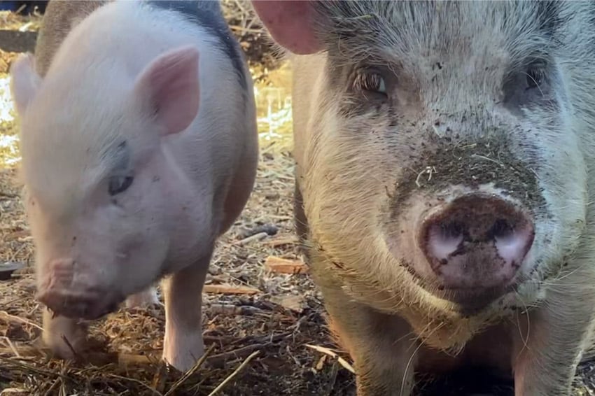 Pig Little Lies - UnchainedTV