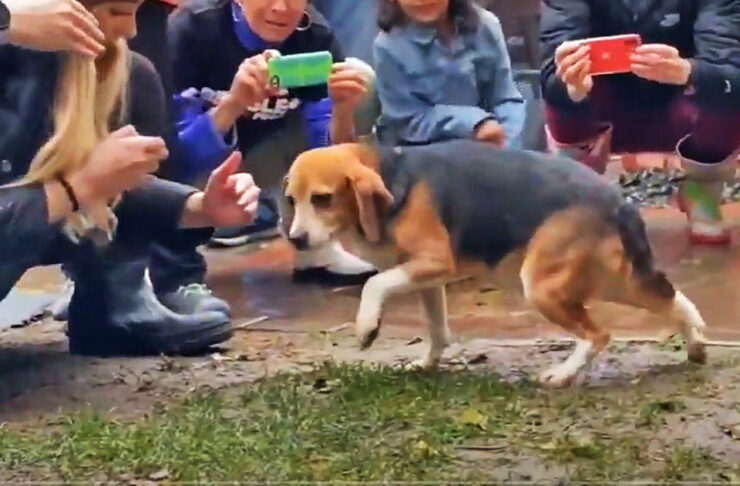 Beagles Freed from Testing Lab Taste Freedom! - UnchainedTV