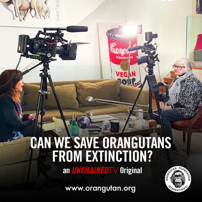 Can We Save Orangutans From Extinction? - UnchainedTV