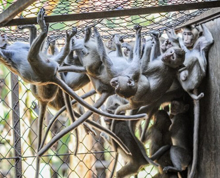 Animal Experimentation Archives - UnchainedTV