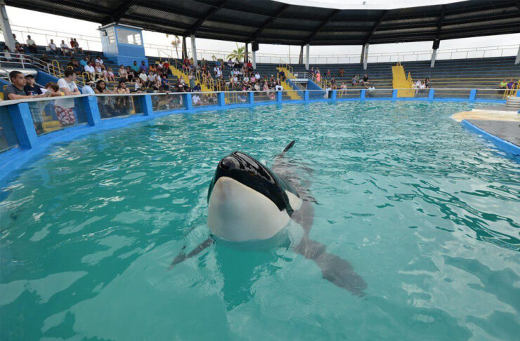 Miami Seaquarium Agrees to Release Tokitae, the Oldest Orca in ...