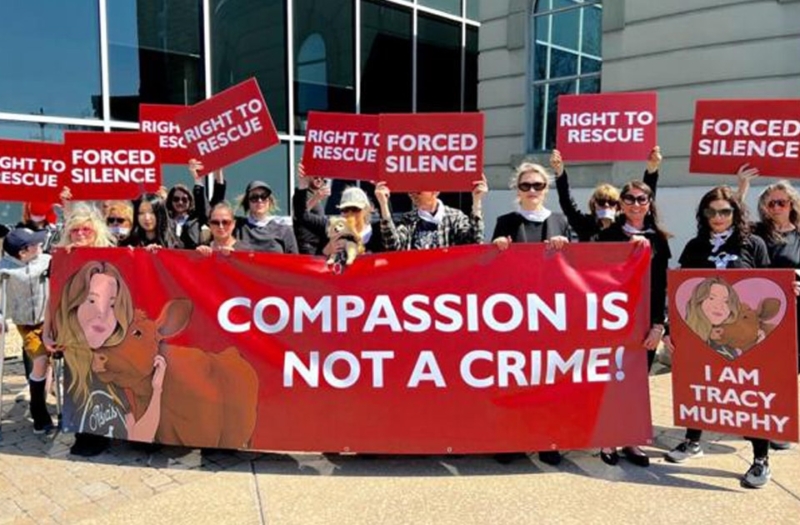 Prosecuted for Compassion: Tracy Murphy's Cow Case! - UnchainedTV