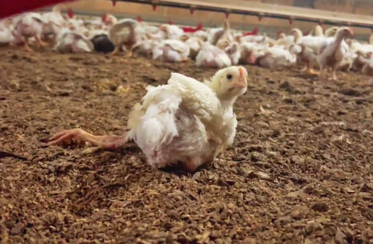 Investigation Exposes Cruelty in a Facility That Raised Chickens for ...