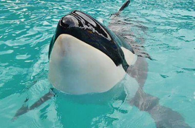 Tokitae (Lolita) the Orca Dies in Her Small Jail in Florida - UnchainedTV