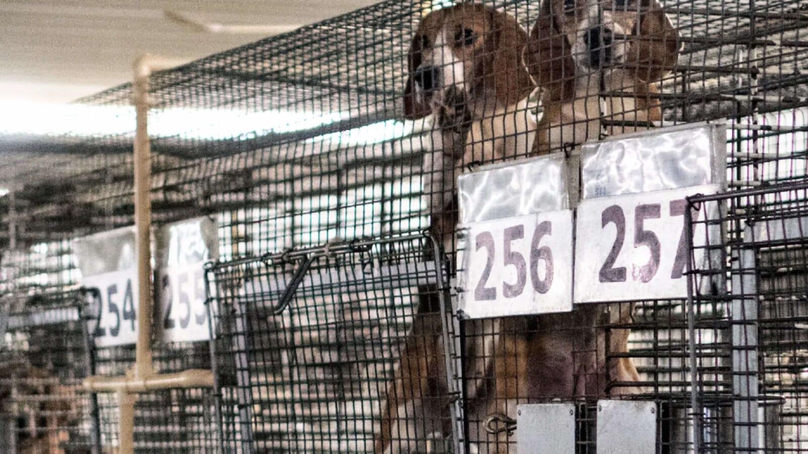 All Charges Dropped in Beagle Open Rescue Case - UNCHAINEDTV