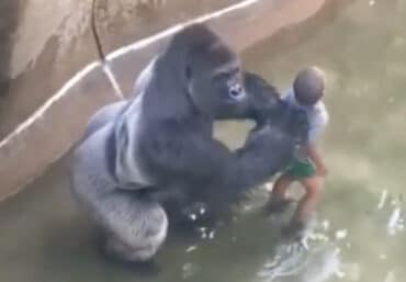 Harambe: A True Crime Documentary Like No Other - UnchainedTV