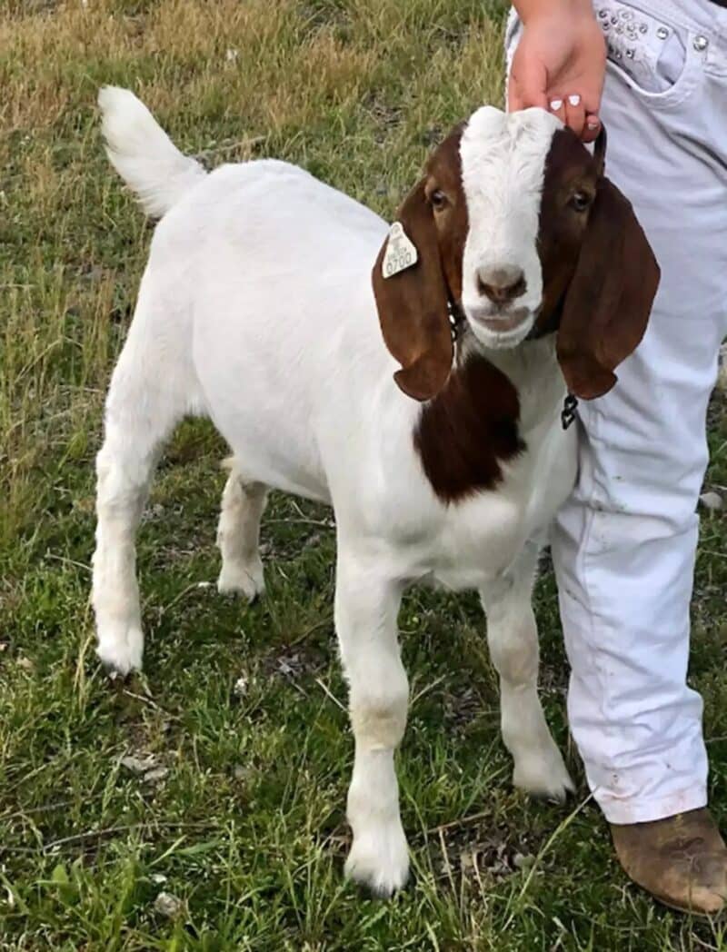 Girl Receives $300K Settlement after Authorities Kill Her Pet Goat ...