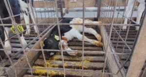 New Fairlife Scandal: Coca Cola's Billion Dollar Brand Stained by New ...