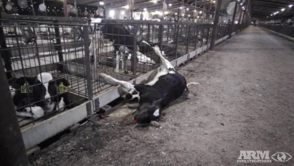 New Fairlife Scandal: Coca Cola's Billion Dollar Brand Stained by New ...