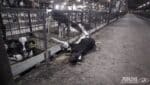 New Fairlife Scandal: Coca Cola's Billion Dollar Brand Stained by New ...
