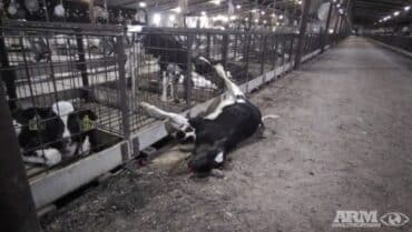 New Fairlife Scandal: Coca Cola's Billion Dollar Brand Stained by New ...