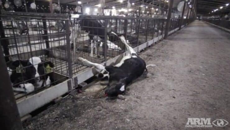 New Fairlife Scandal: Coca Cola's Billion Dollar Brand Stained by New ...