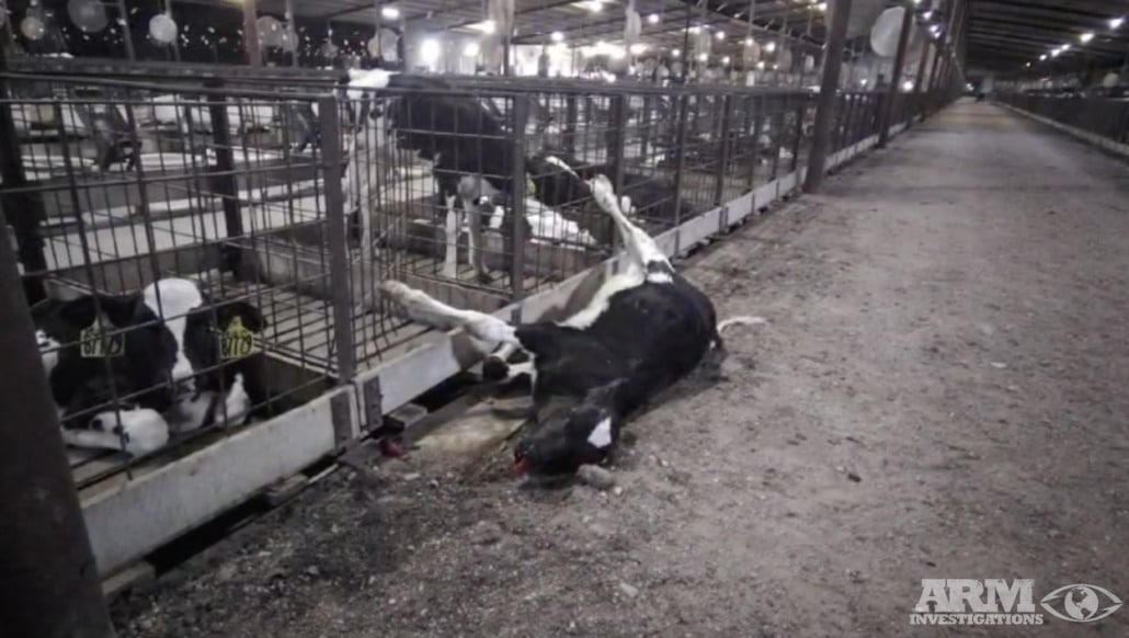 New Fairlife Scandal: Coca Cola's Billion Dollar Brand Stained by New ...